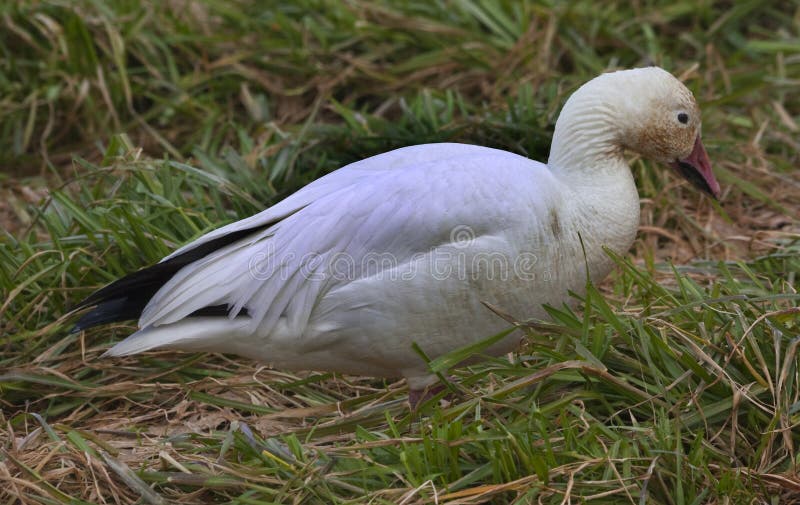 Single Snow Goose Close Up stock photo. Image of county - 9117518