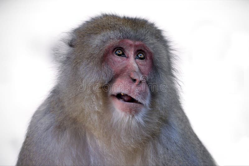 Single Snow Monkey with an Expression of Surprise and Shock in ...