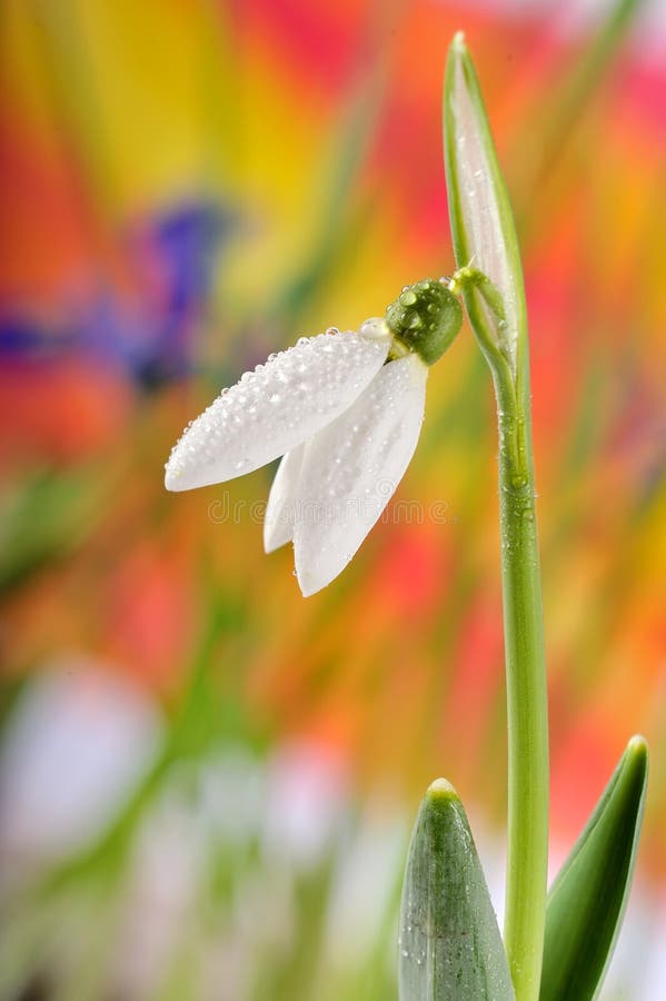 Single snowdrop stock image. Image of leaf, fresh, closeup - 37700707