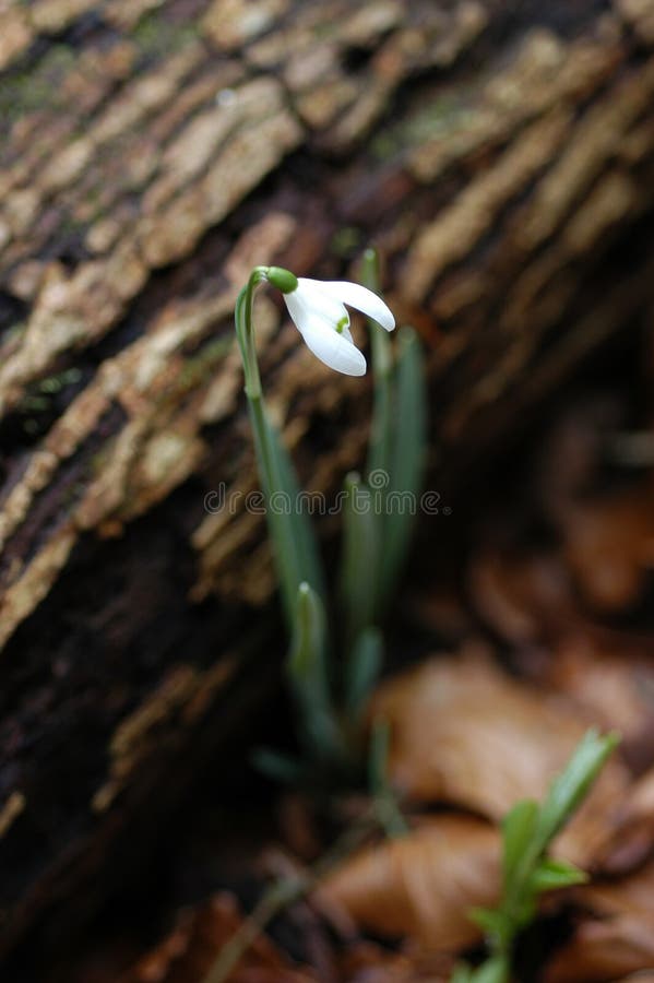 Single snowdrop stock image. Image of wood, solitary, forest - 6115213