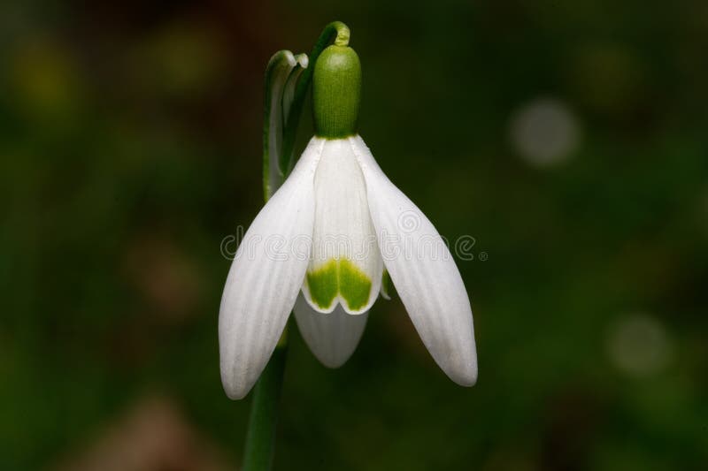 Single Snowdrop Against Blurred Background Stock Photo - Image of ...
