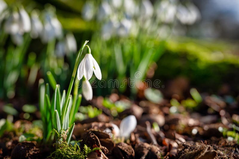 Single Snowdrop stock image. Image of flower, closeup - 269530689