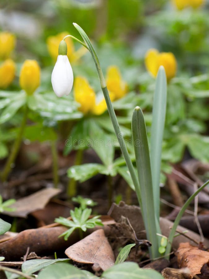 Single Snowdrop stock image. Image of spring, winter - 30428061