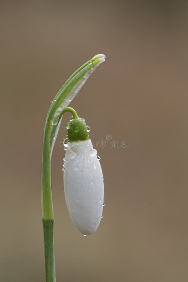A single snowdrop stock image. Image of delicate, tiny - 137058825