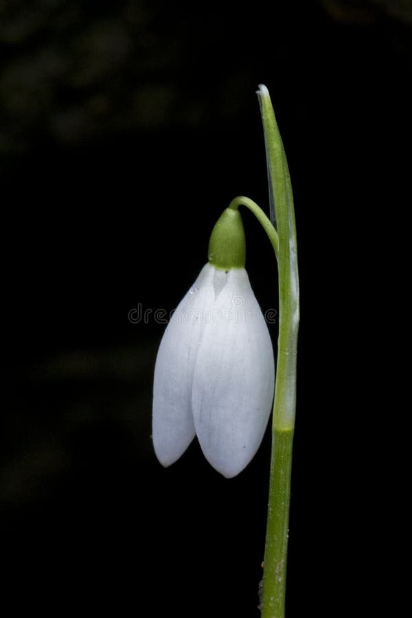 A Single Snowdrop on a Dark Background Stock Image - Image of winter ...