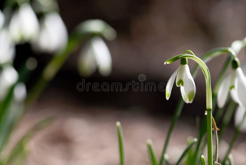 Single Snowdrop Flower stock image. Image of easter - 166526417