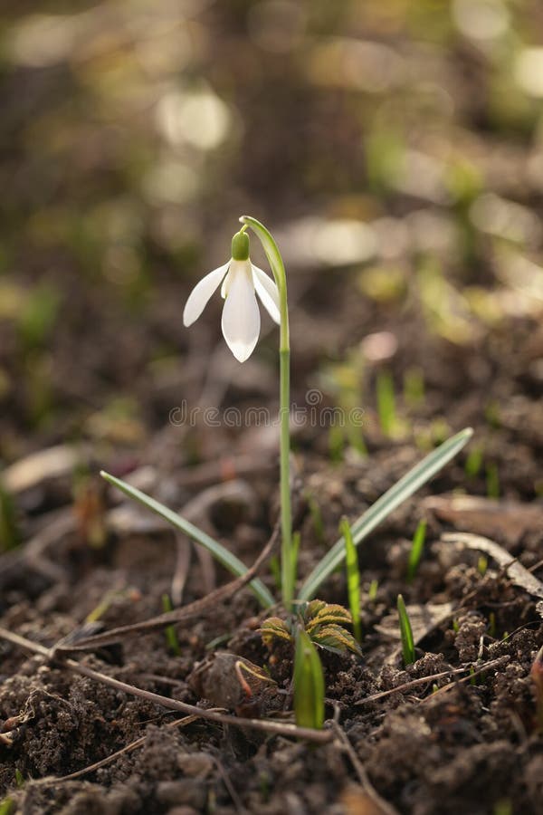 Single Snowdrop Flower Close Up Photo with Very Stock Photo - Image of ...