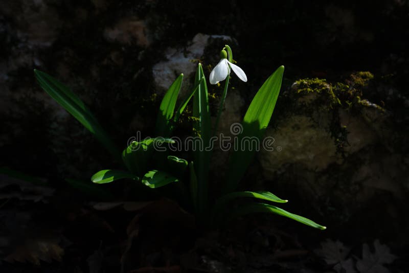 A Single Snowdrop Flower on a Dark Background Stock Photo - Image of ...
