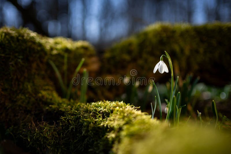 Single Snowdrop Flower in the Forest in Front of the Moss Covered Tree ...