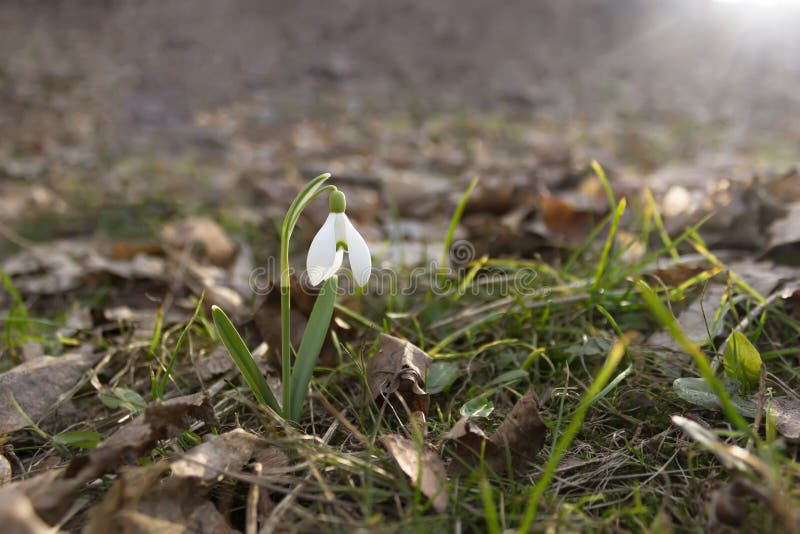 Single Snowdrop Flower in Forest Stock Photo - Image of nivalis ...