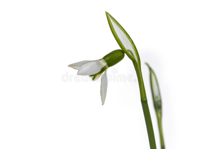 Spring Flower on White Background Stock Image - Image of spring, close ...