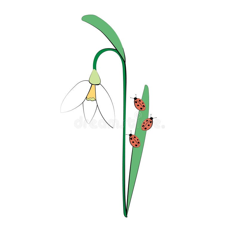Single Snowdrop Flower with Ladybug Vector Illustration Stock Vector ...