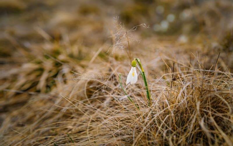 Single snowdrop flower stock image. Image of soil, sunlight - 247072657