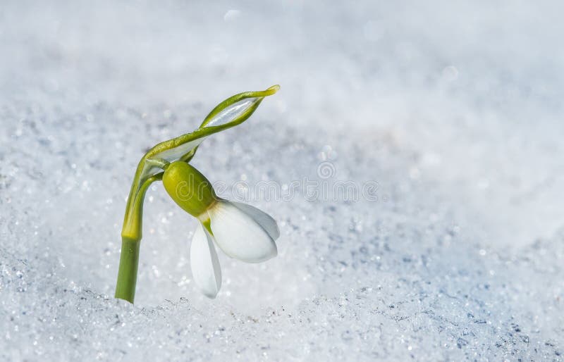 Single Snowdrop Flower with Snow Stock Photo - Image of floral ...