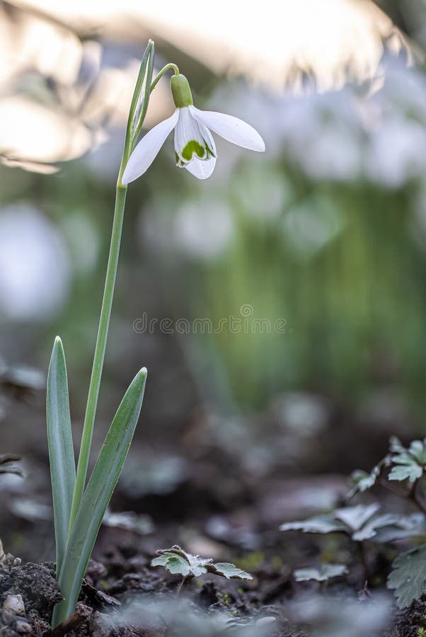 A Single Snowdrop (Galanthus) in Full Bloom Stock Photo - Image of ...