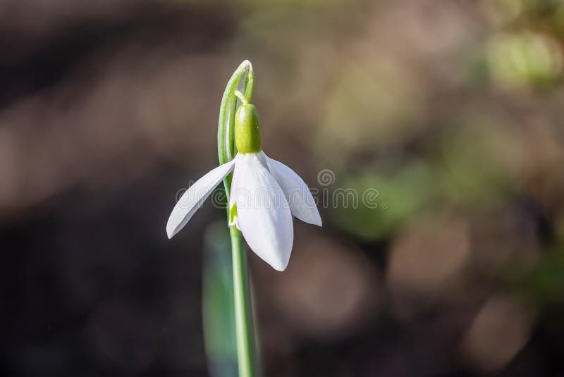 A Single Snowdrop (Galanthus) in Full Bloom Stock Photo - Image of ...