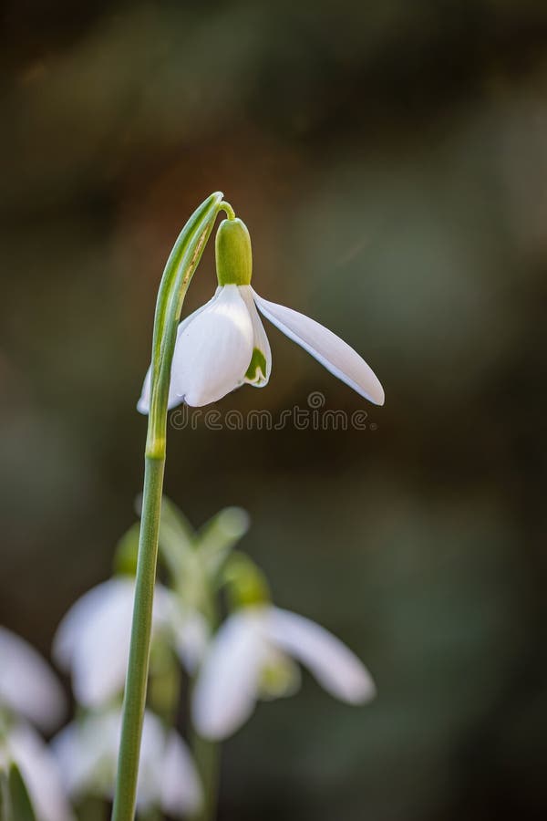 A Single Snowdrop (Galanthus) in Full Bloom Stock Photo - Image of ...