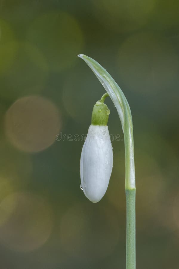 A single snowdrop stock image. Image of flower, small - 137056999