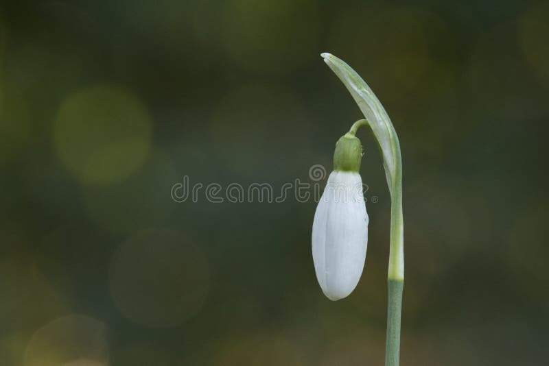 A single snowdrop stock photo. Image of flower, single - 137057460