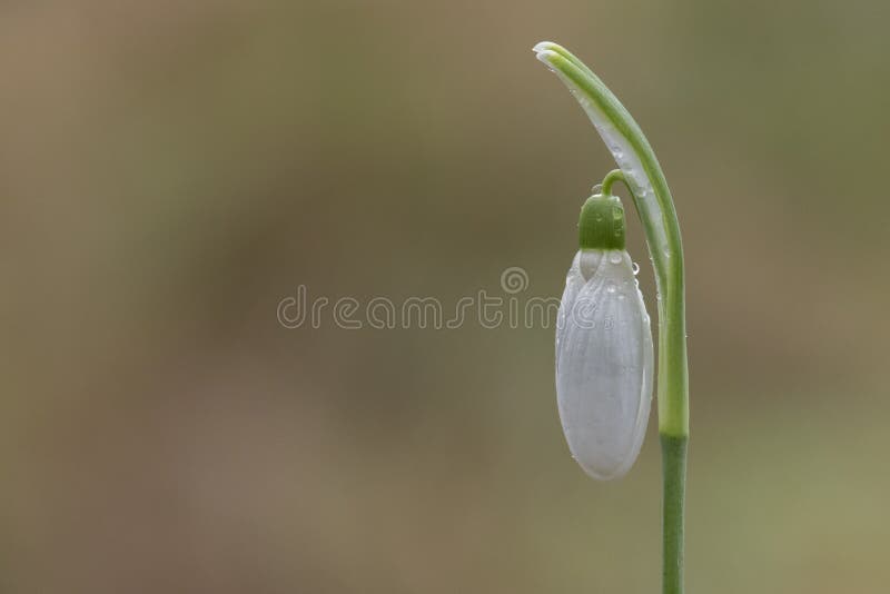A single snowdrop stock photo. Image of single, tiny - 137058512