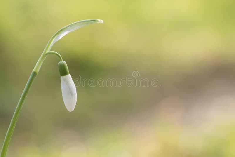 A single snowdrop stock image. Image of tiny, single - 137059191
