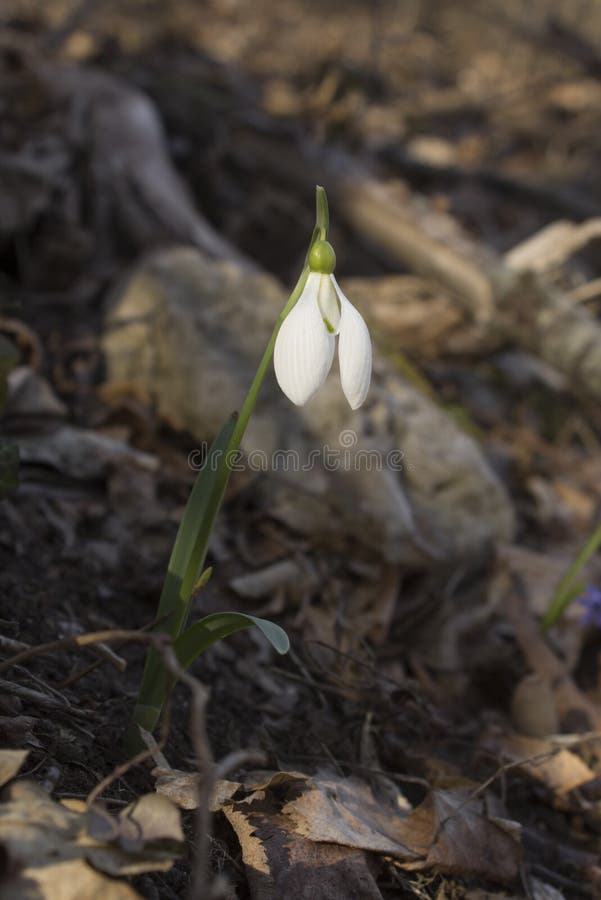 Single Snowdrop Growing through Last Year`s Leaves in the Forest. Stock ...