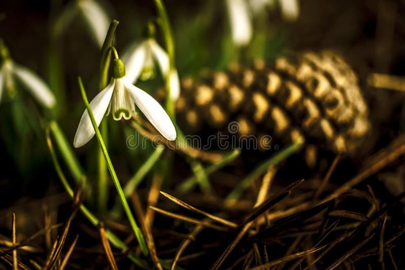 Single snowdrop stock image. Image of flower, spring - 51253007