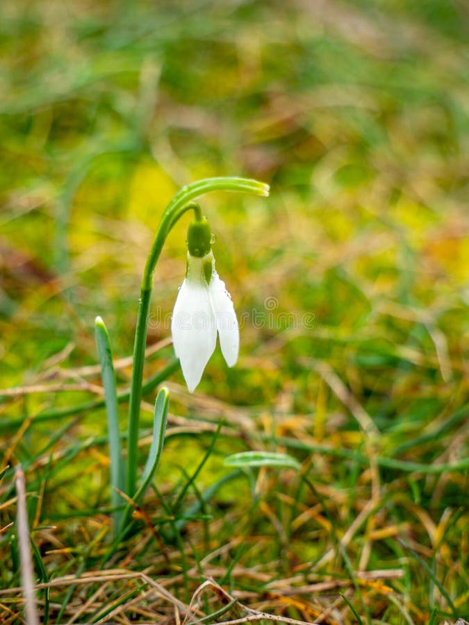 Single Snowdrop in the Meadow Stock Image - Image of macro, growing ...
