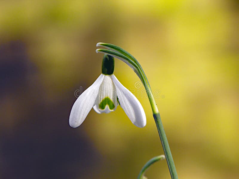 Single Snowdrop stock photo. Image of snowdrop, flora - 171540930