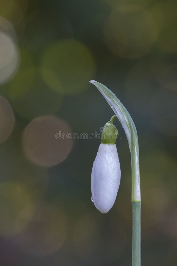 A single snowdrop stock photo. Image of tiny, flower - 137057062
