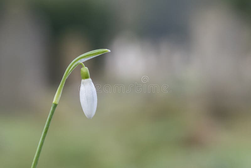 A single snowdrop stock image. Image of small, cemetery - 137757635