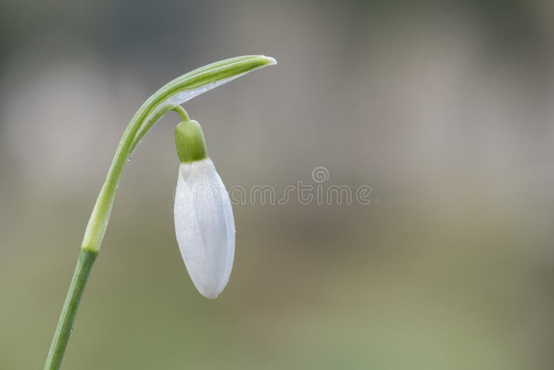 A single snowdrop stock photo. Image of cemetery, alone - 137758382