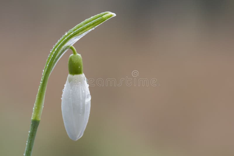 A single snowdrop stock image. Image of small, droplets - 137755805