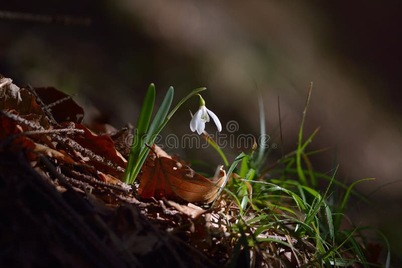 Single Snowdrop stock image. Image of blooming, meadow - 84118559