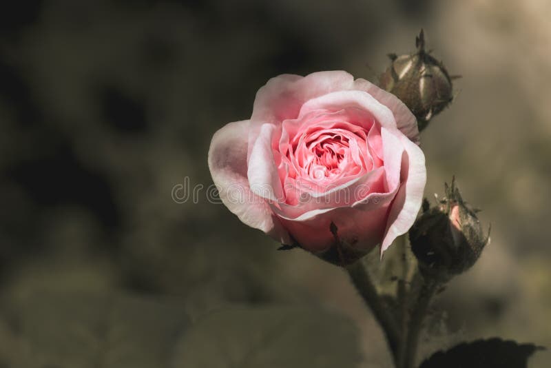 A Single Soft Pink Rose in the Shade Stock Photo - Image of floral ...