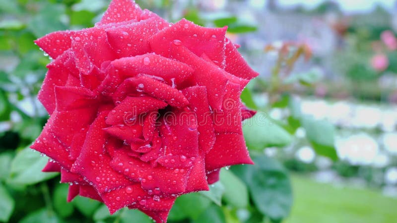 Single Soft Rose Flower with Dew Drops Close Up Stock Photo - Image of ...