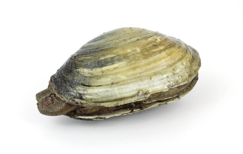 24,760 Clam Shell Stock Photos - Free & Royalty-Free Stock Photos from ...