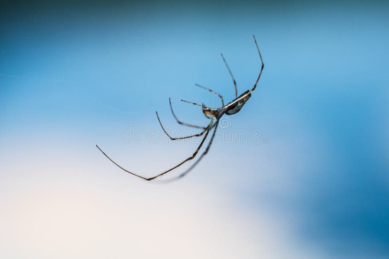 180 Dock Spider Stock Photos - Free & Royalty-Free Stock Photos from ...