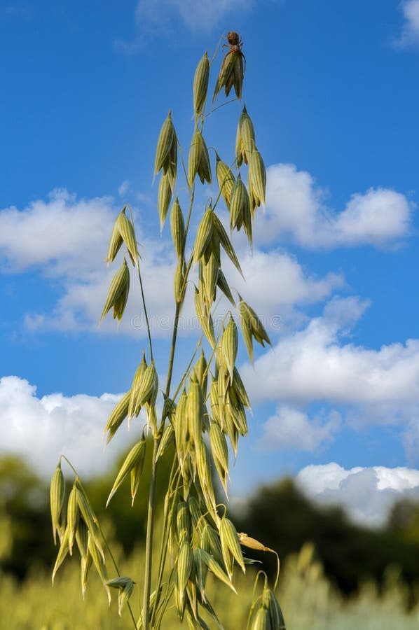 Blue Avena Oat Grass White Background Stock Photos - Free & Royalty ...