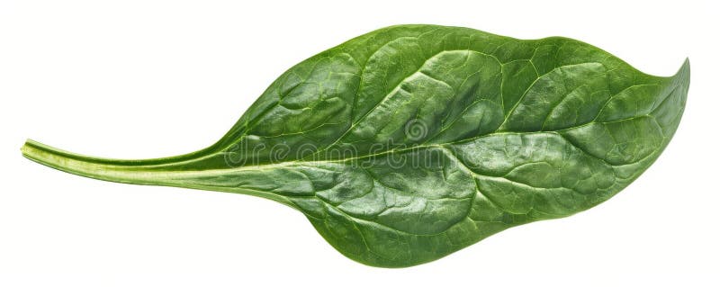 Single Spinach Leaf on White Background, Healthy Eating and Nutrition ...