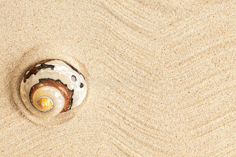 Single Sea Shell on Blue Background with Underwater Ripped Shadows, Top ...