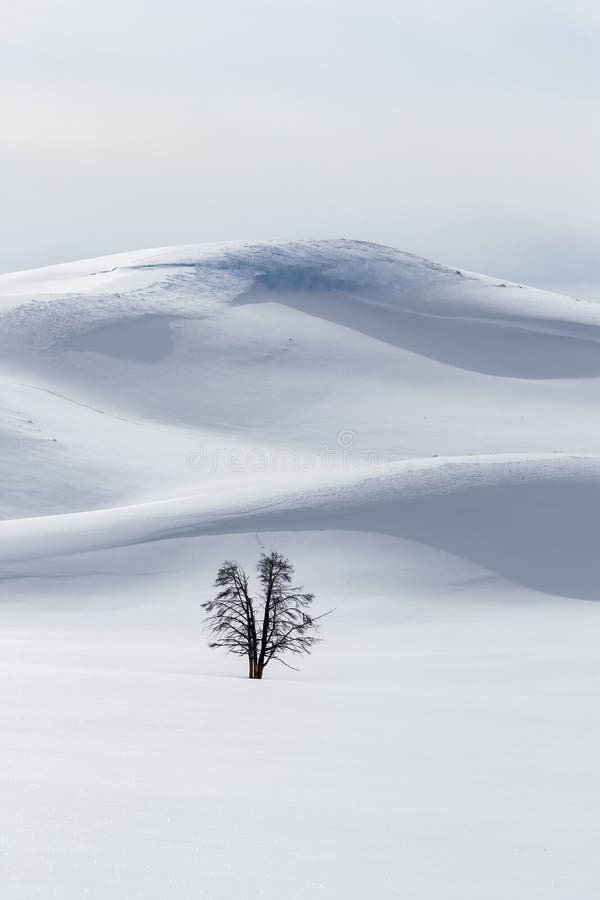 Single Split Trunk Tree Surrounded by Snow and Hills Stock Image ...