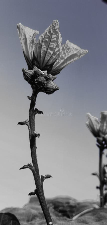 Single Sponge Gourd Flower Closeup in Open Sky Stock Image - Image of ...