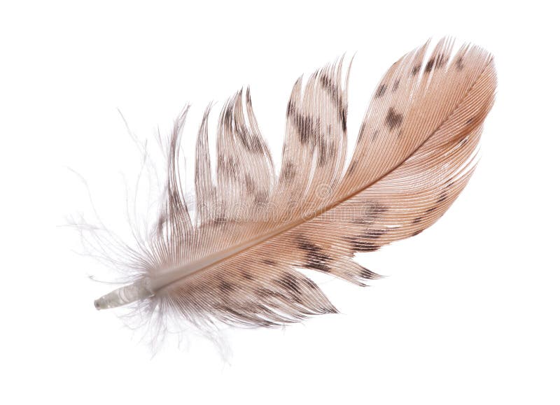 Single Spotted Brown Feather on White Stock Image - Image of objecs ...