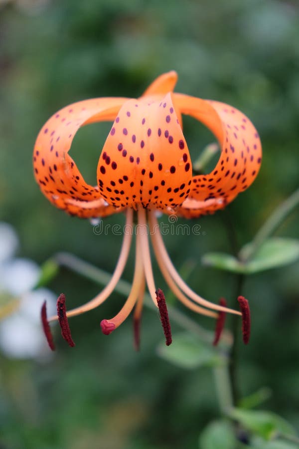 Red with Spotted Lily Flower Isolated on White Background Stock Photo ...