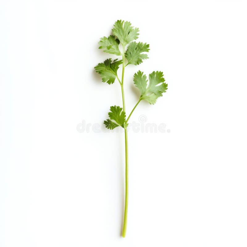 A Single Sprig of Cilantro, Isolated on a White Background, Stock Image ...