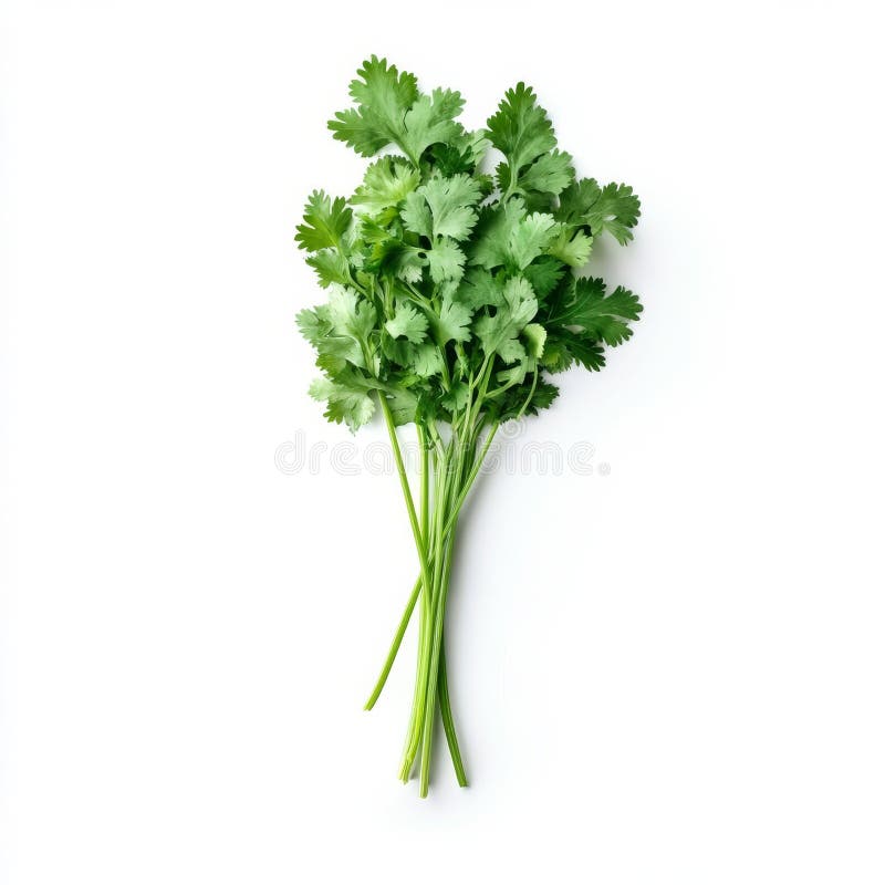 A Single Sprig of Cilantro, Isolated on a White Background, Stock Image ...