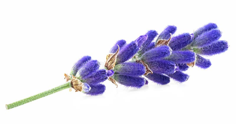 Single Sprig of Lavender Flower Isolated on White Background Stock ...