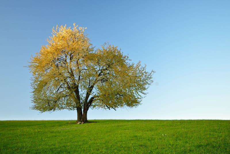 Single spring cherry tree stock image. Image of farm - 70359337