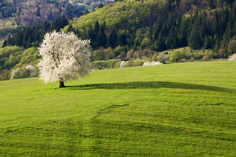 Single spring cherry tree stock photo. Image of environment - 87684566